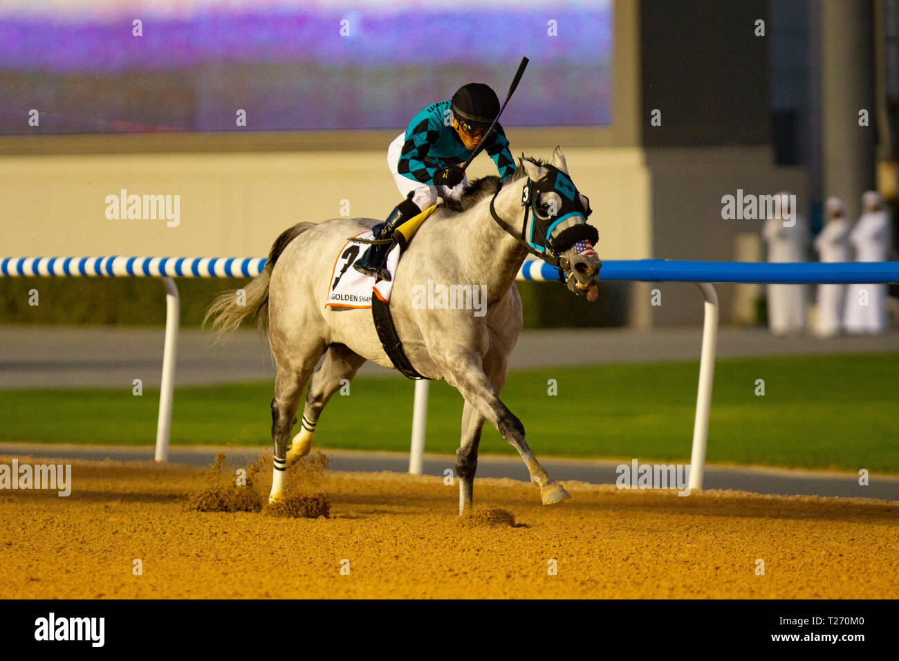 Golden shaheen hi-res stock photography and images - Alamy