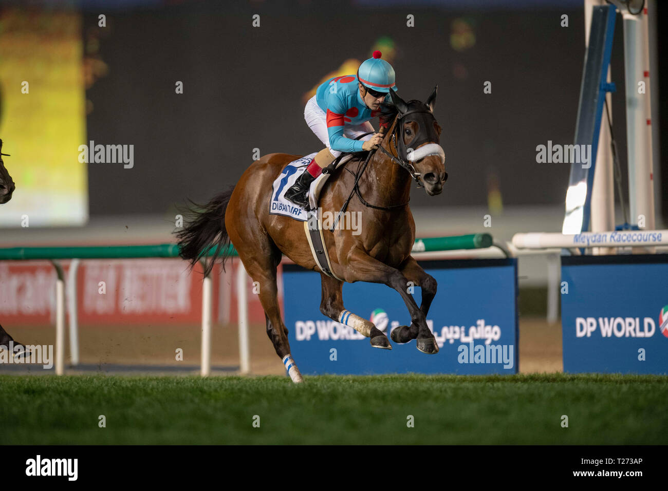 Almond Eye Horse High Resolution Stock Photography and Images - Alamy