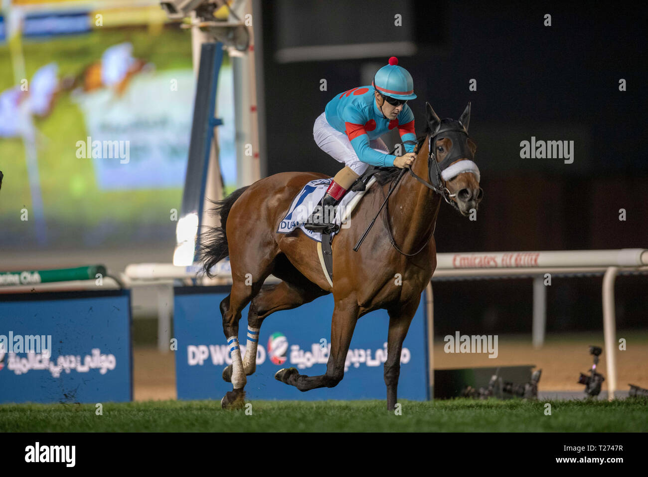 Almond Eye Horse High Resolution Stock Photography and Images - Alamy