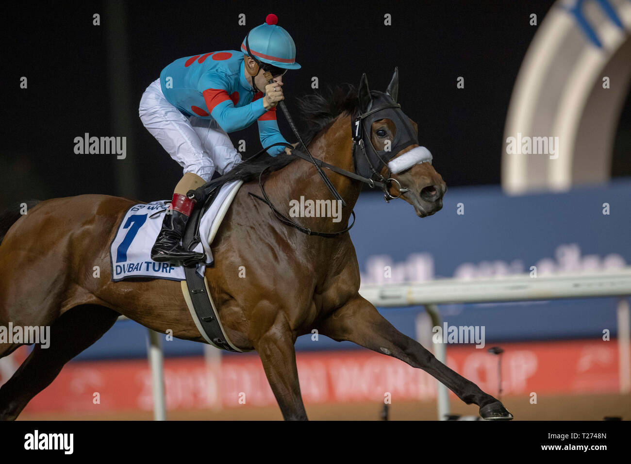 Almond Eye Horse High Resolution Stock Photography and Images - Alamy