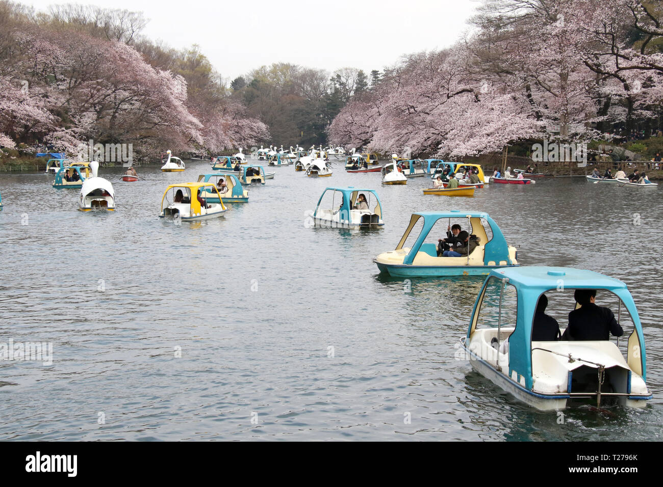 Tokyo, Japan. 30th Mar, 2019. People enjoy rowing boats and swan boats ...