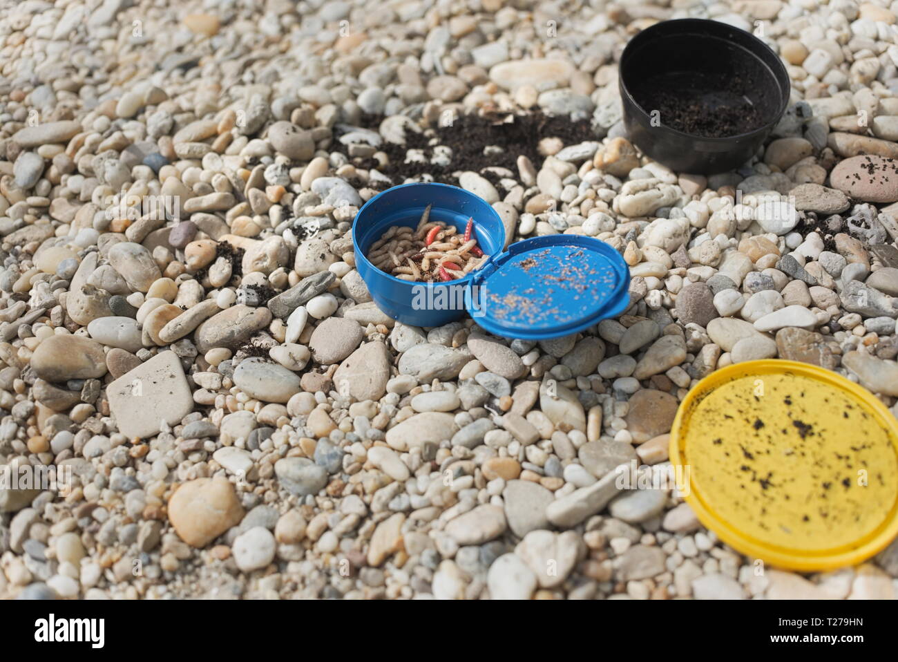 Maggots in box hi-res stock photography and images - Alamy