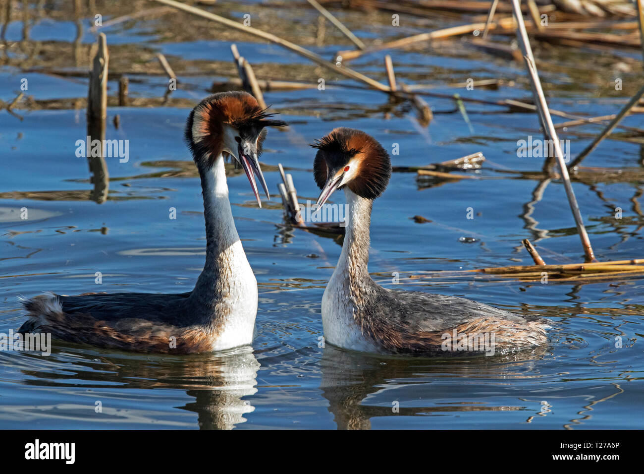 Crested Grebe The graceful Great Crested Grebe is a familiar sight on ...