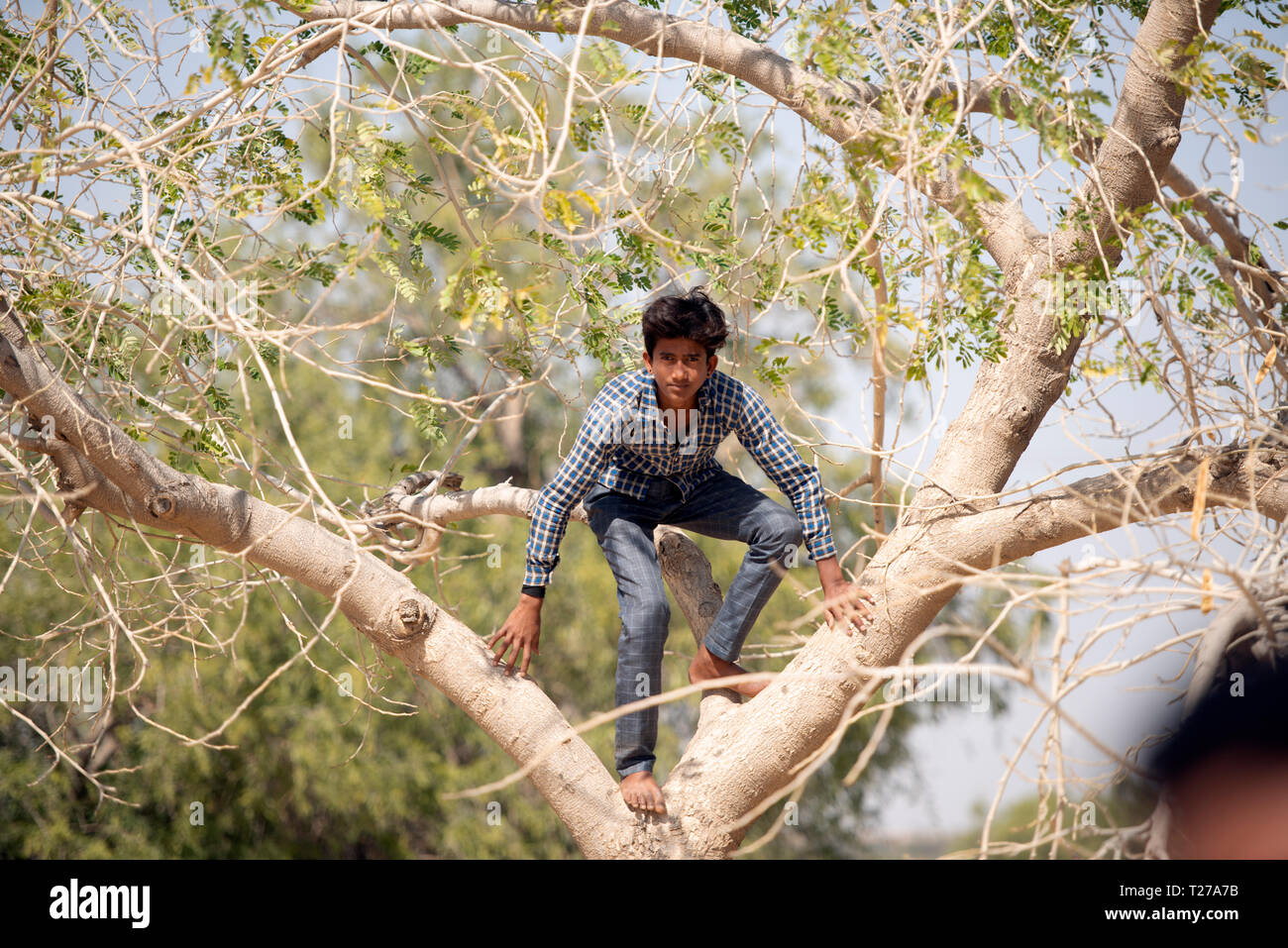 Indian boy climbing tree hi-res stock photography and images - Alamy