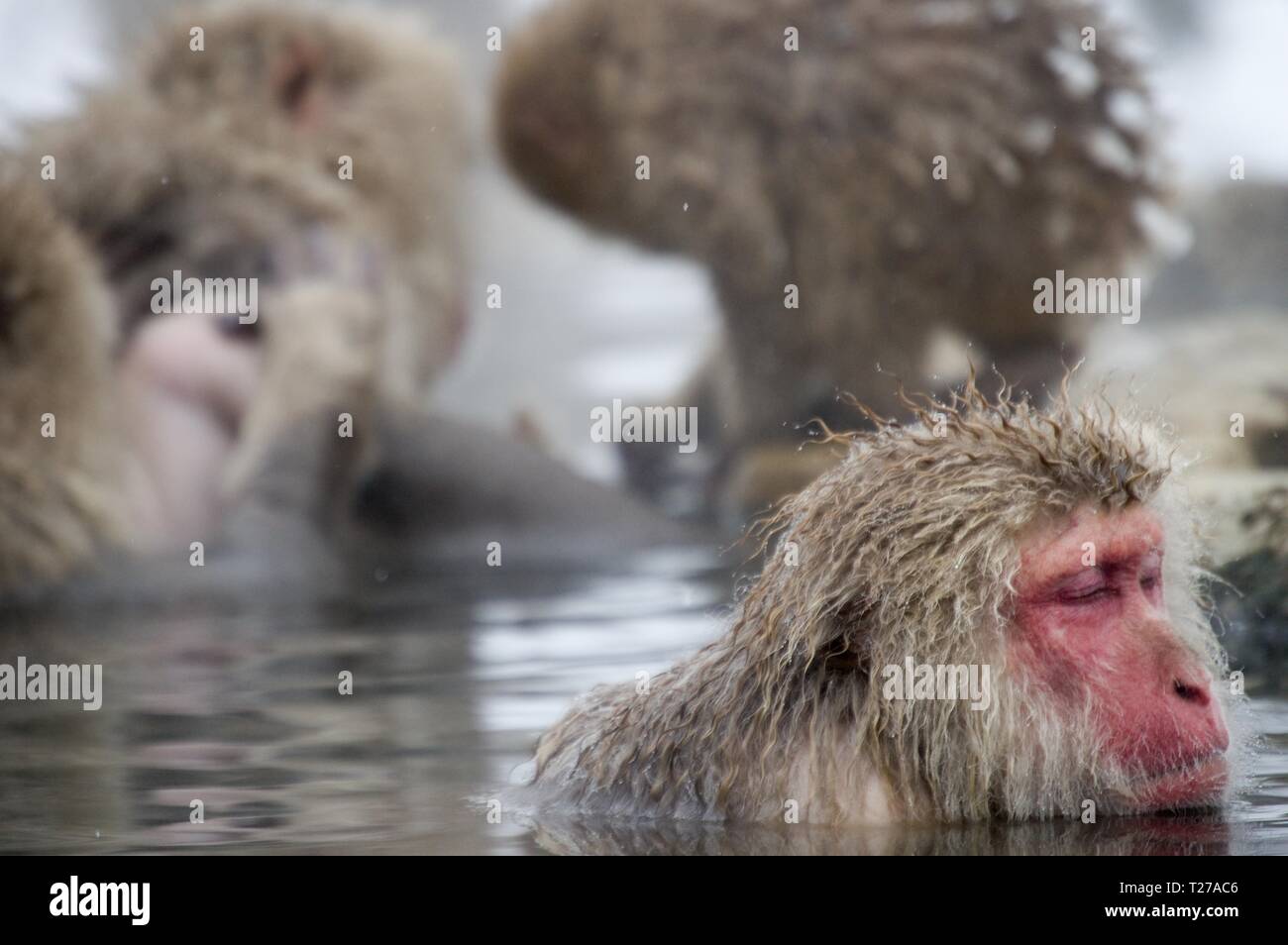 Snow Monkey Relaxing in Thermal Bath Stock Photo - Alamy