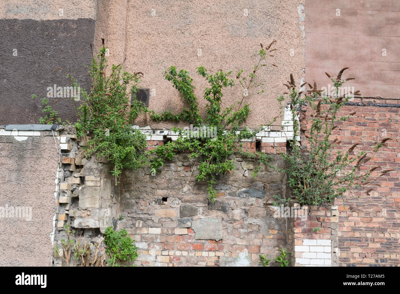 Growing on walls hi-res stock photography and images - Alamy