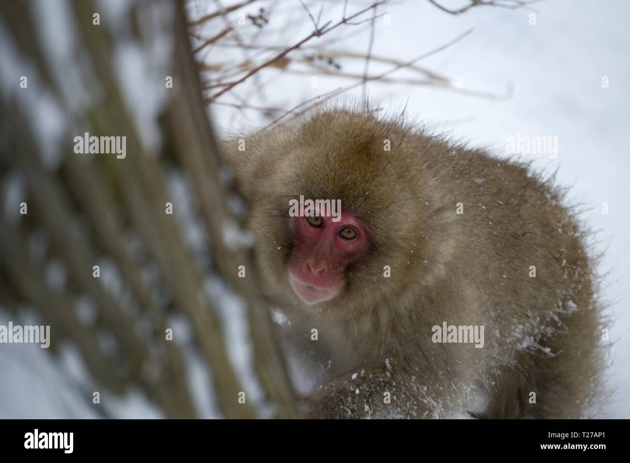Monkey looking at camera hi-res stock photography and images - Alamy