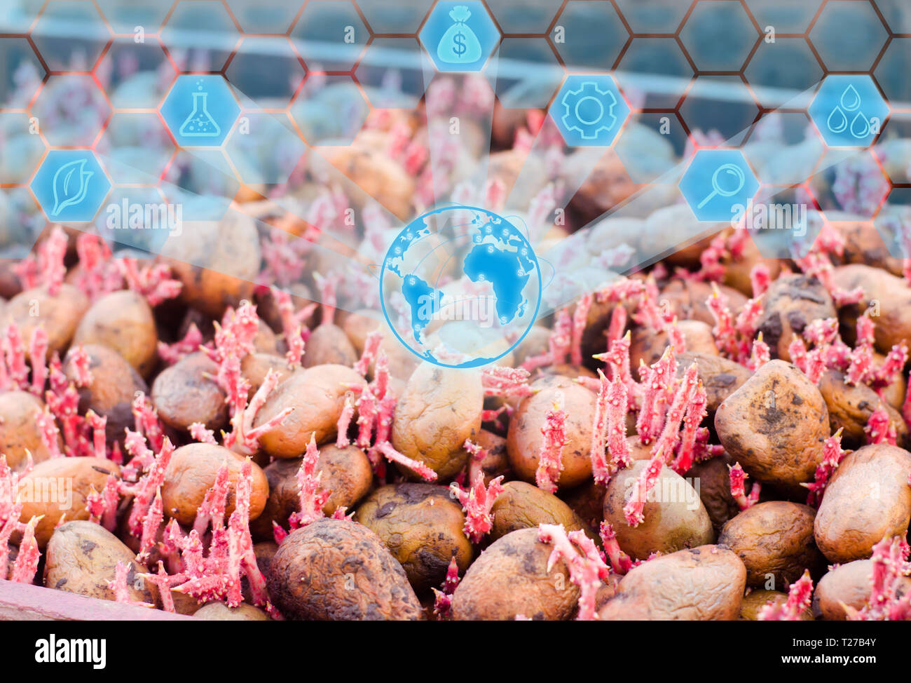 Processing and preparation of vegetable seed hi-res stock photography ...