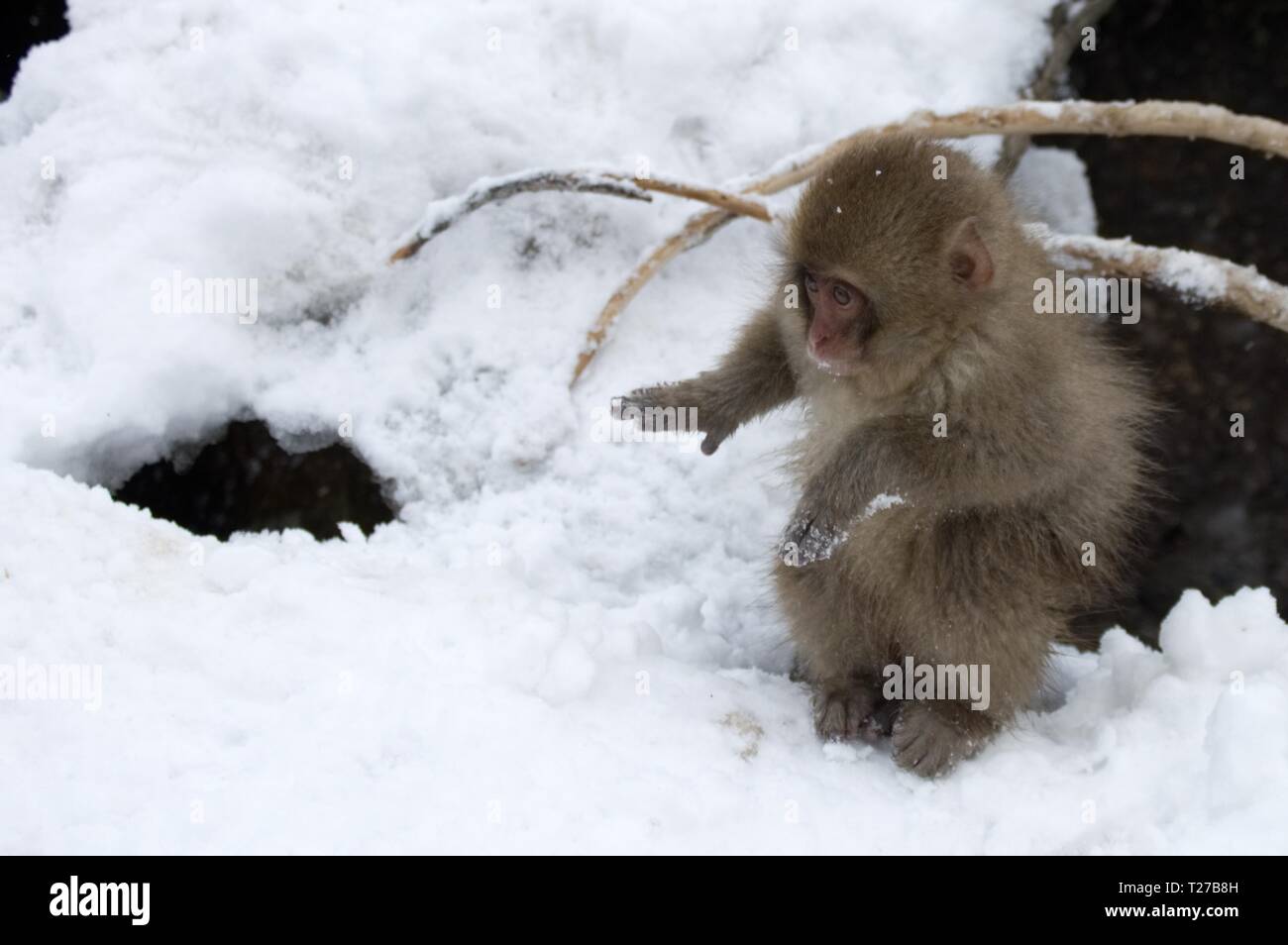 Monkey dance japan hi-res stock photography and images - Alamy