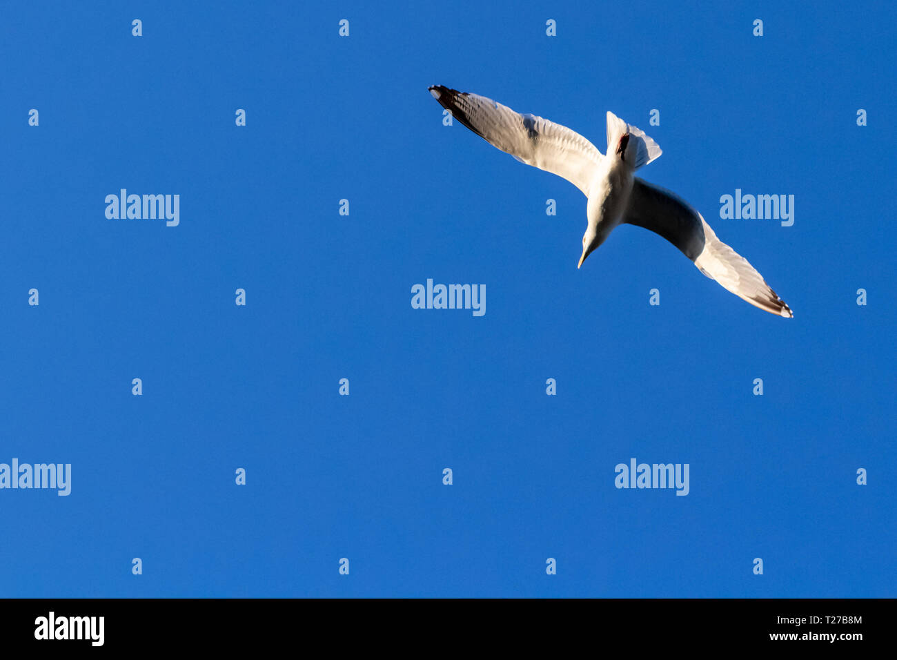 Seagull flying away wings spread on blue sky background from behind ...