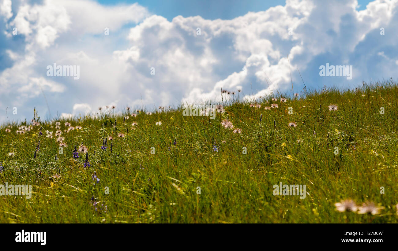 Crocus seed pods hi-res stock photography and images - Alamy