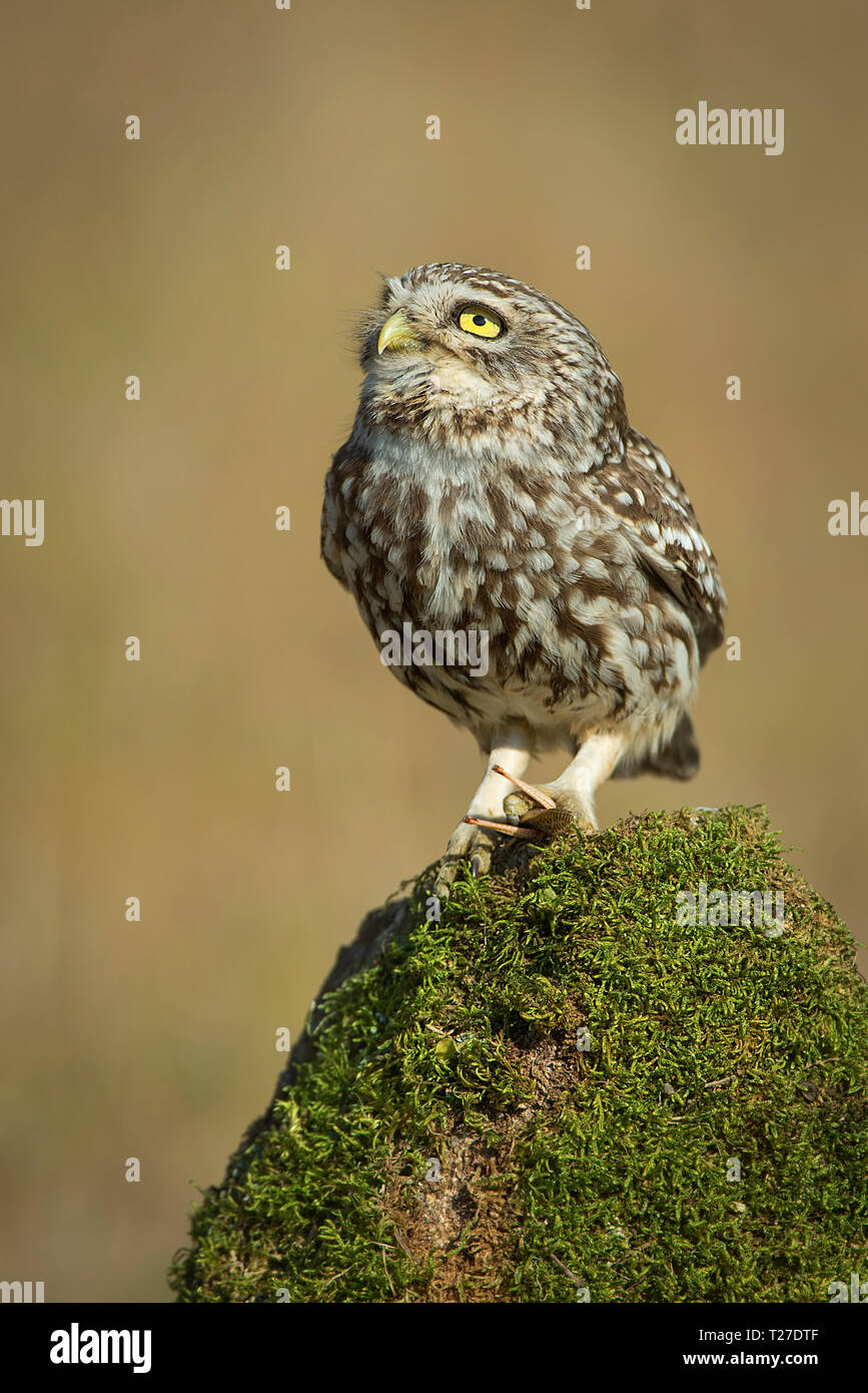 Athene noctua egg hi-res stock photography and images - Alamy