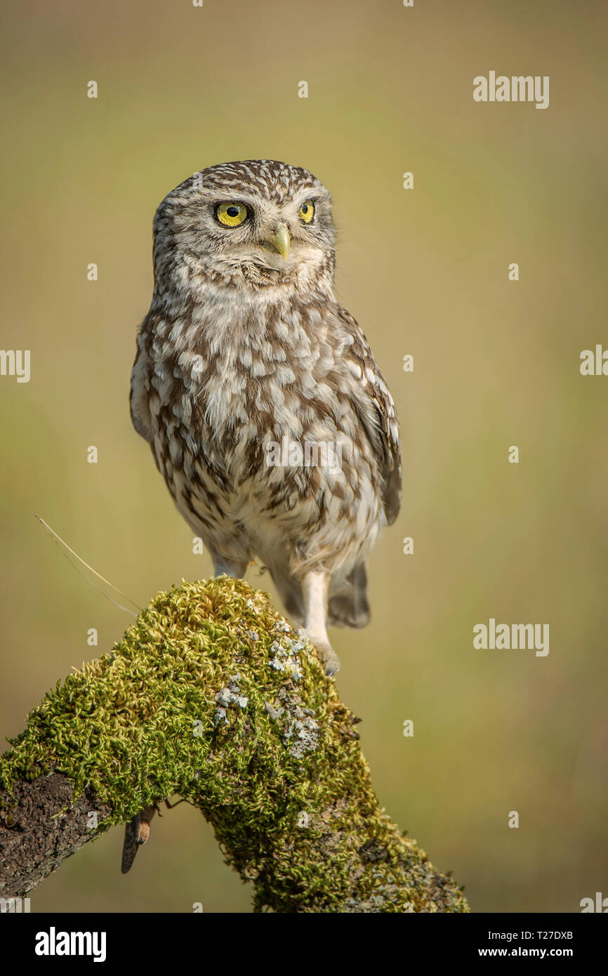 Athene noctua egg hi-res stock photography and images - Alamy