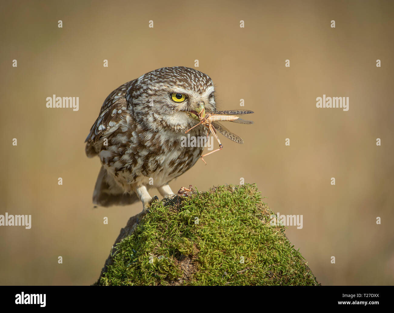 Eye Bird Shot High Resolution Stock Photography and Images - Alamy
