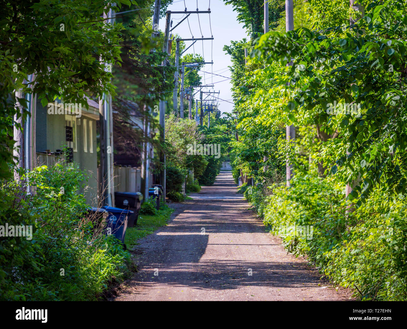 Path down a tree filled alleyway Stock Photo - Alamy