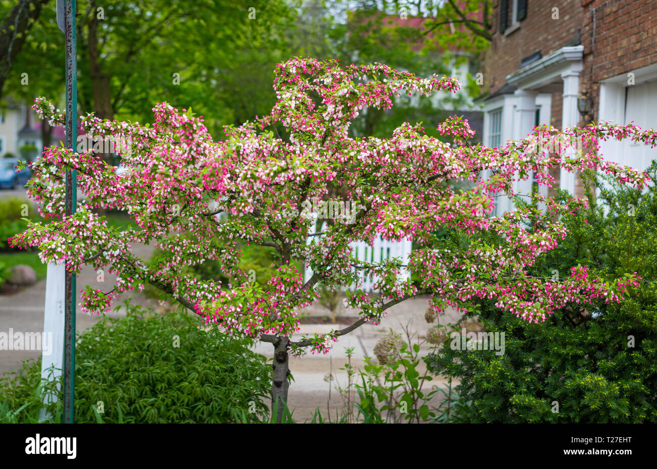 Midwest flowers hi-res stock photography and images - Alamy
