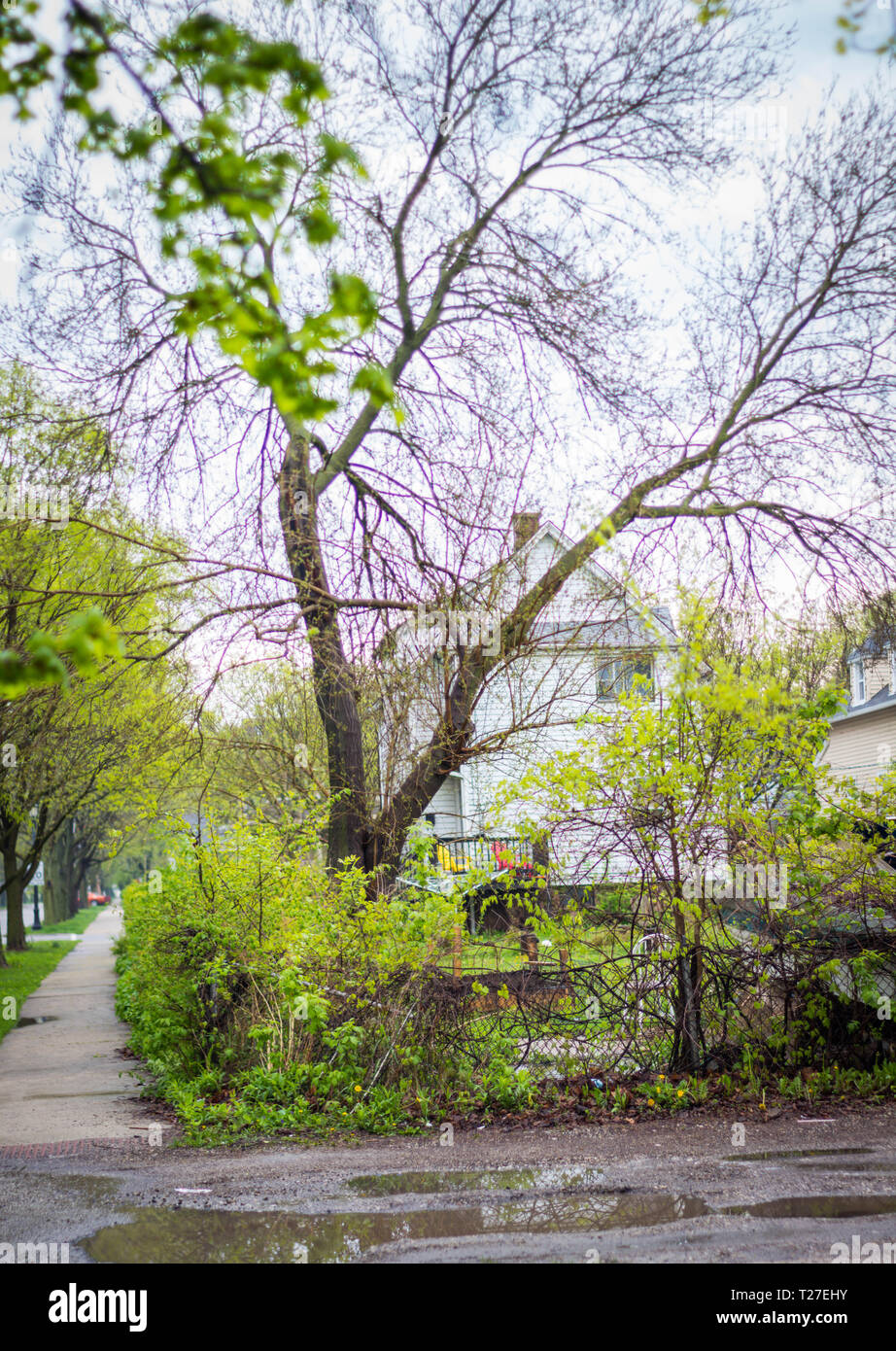 Path down a tree filled alleyway Stock Photo - Alamy