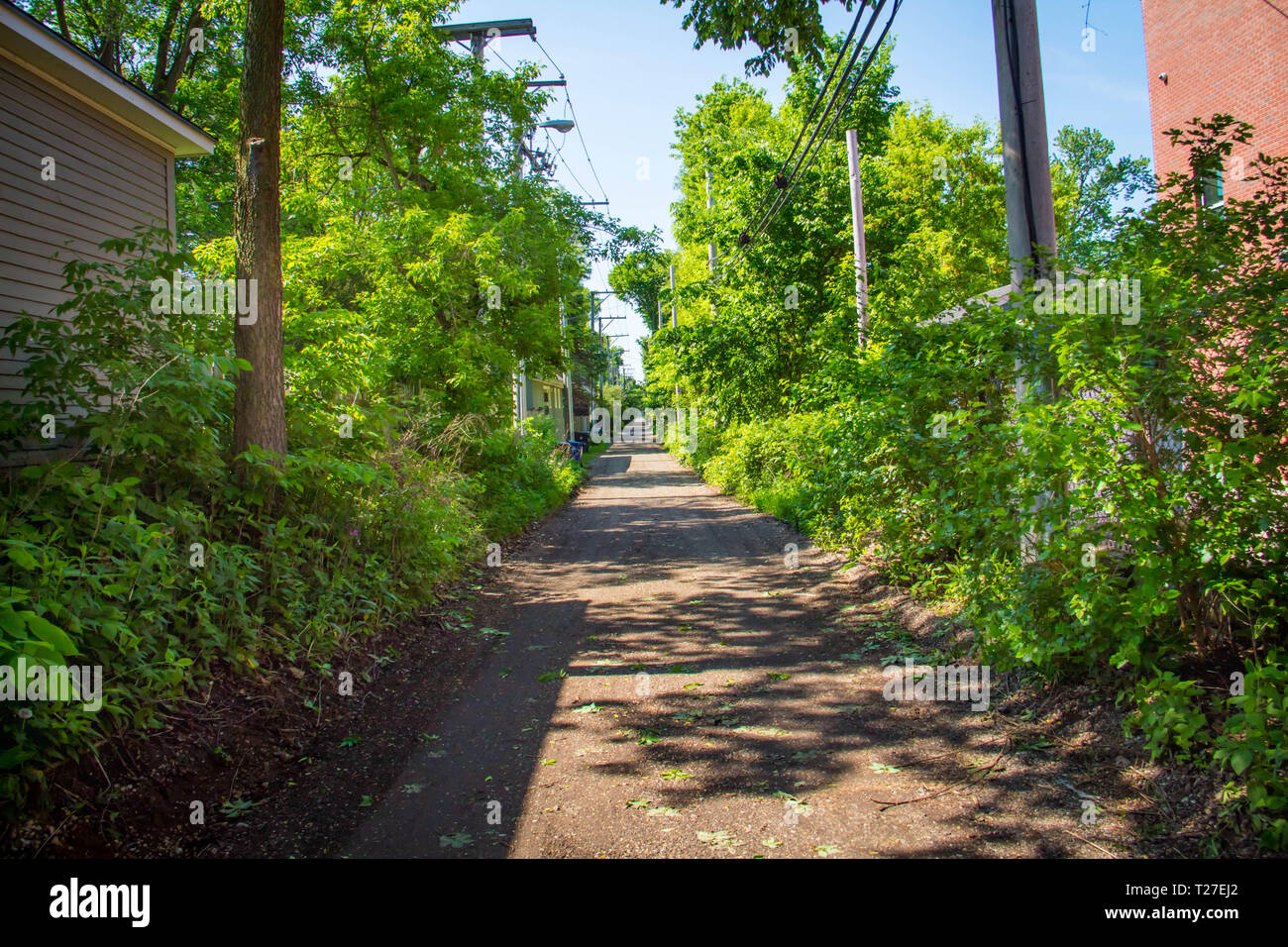 Tree filled alley hi-res stock photography and images - Alamy