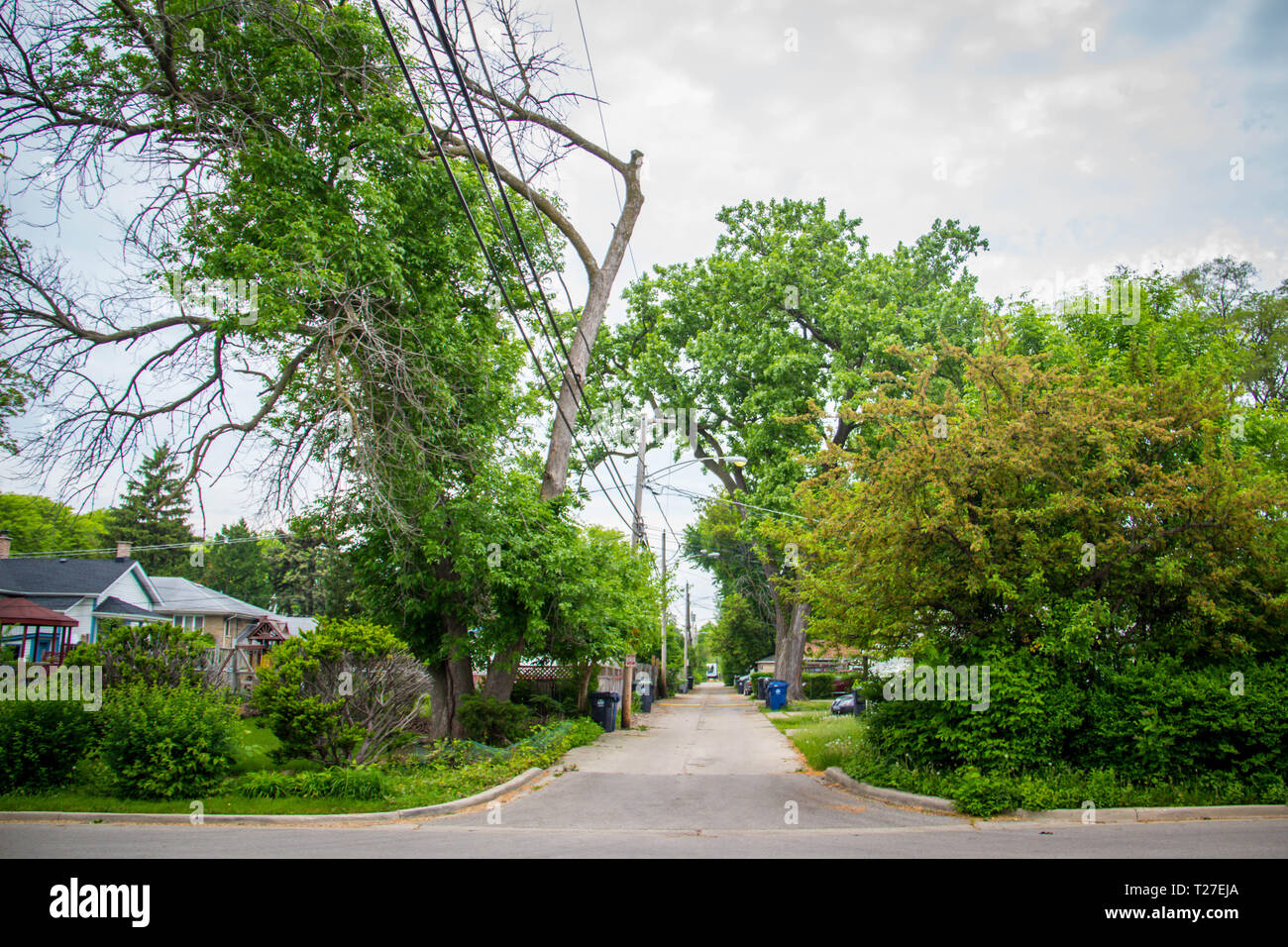 Path down a tree filled alleyway Stock Photo - Alamy