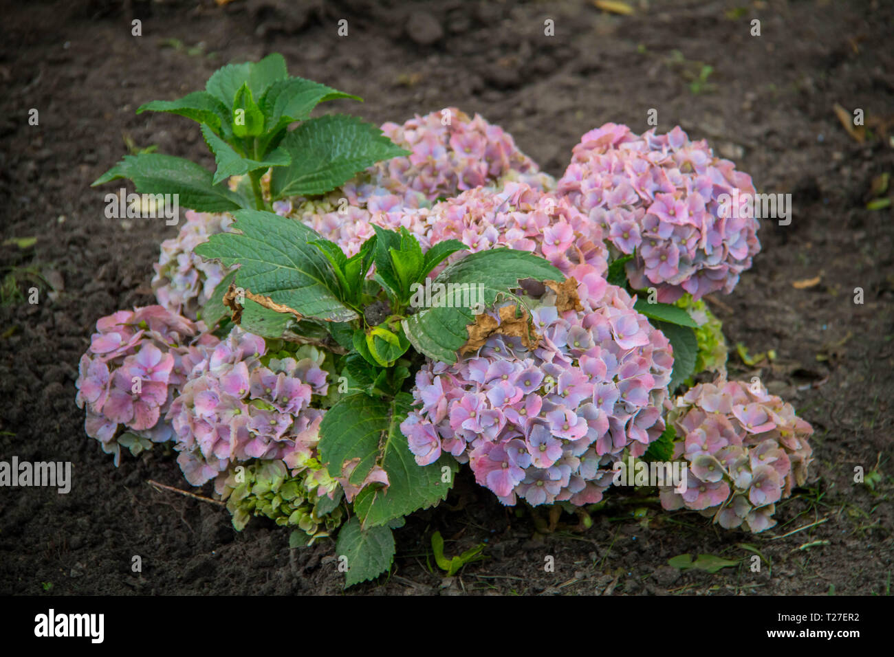 Midwest flowers hi-res stock photography and images - Alamy