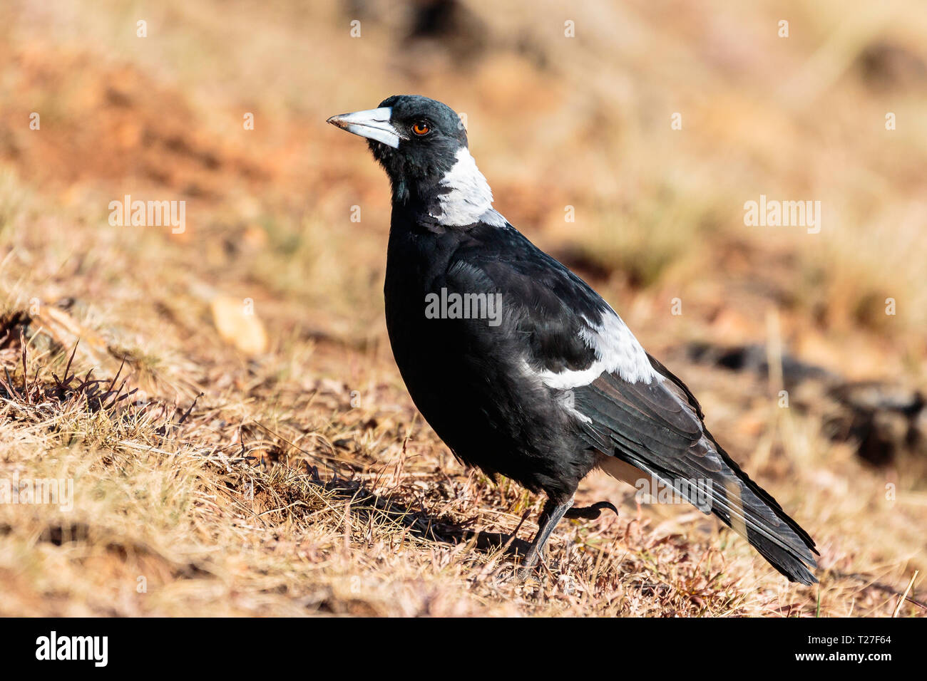 Australian magpie looking for food hi-res stock photography and images ...