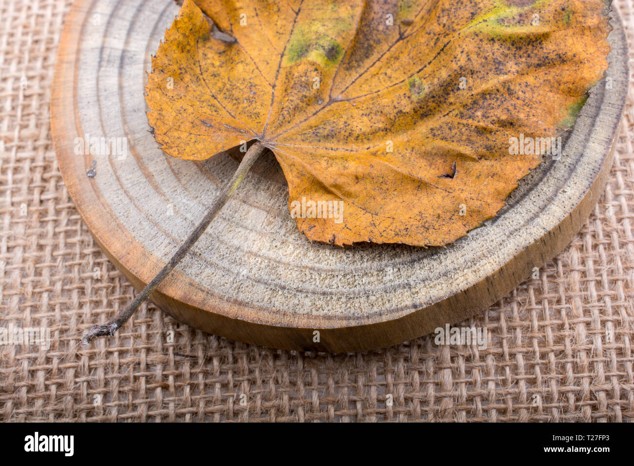 One separate dry leaf of Autumn times Stock Photo - Alamy