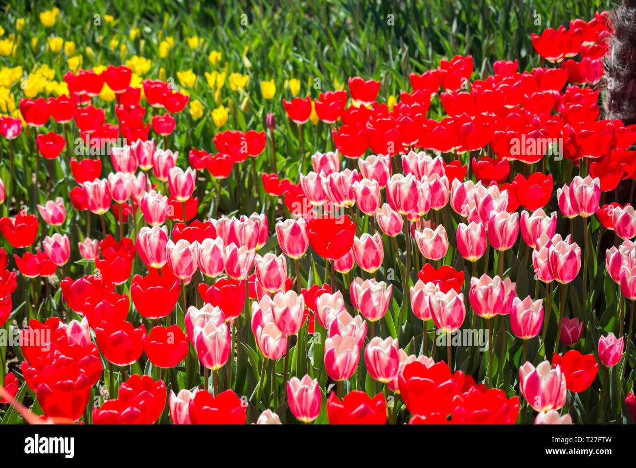 Red color Tulips Bloom in Spring in garden Stock Photo - Alamy