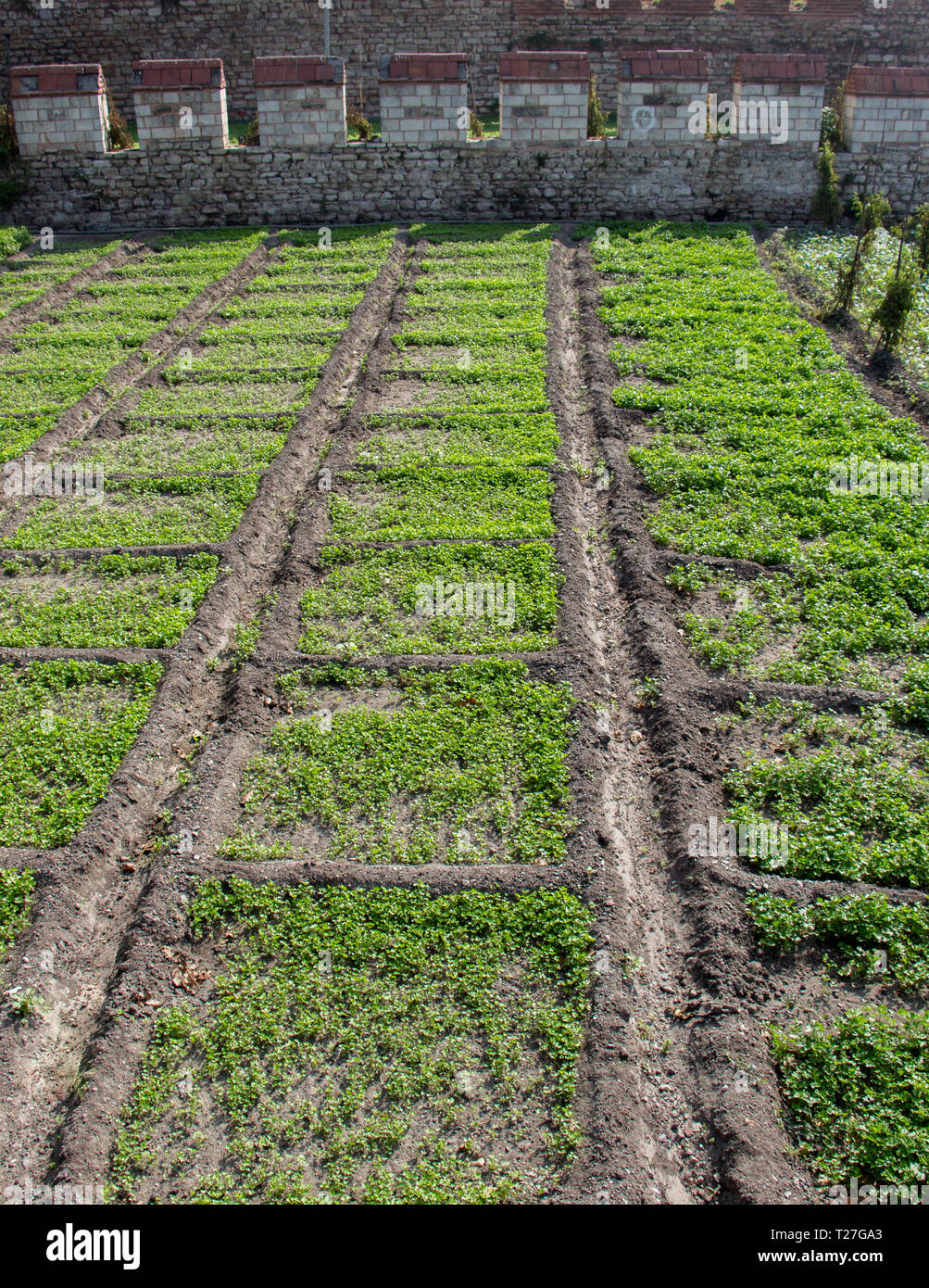 Growing sprouted agricultural crops in spring field Stock Photo - Alamy
