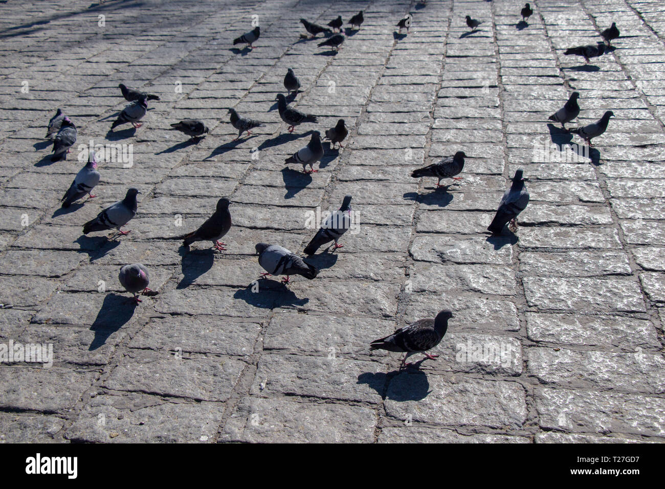 Pigeons on a stone pavement Stock Photo - Alamy