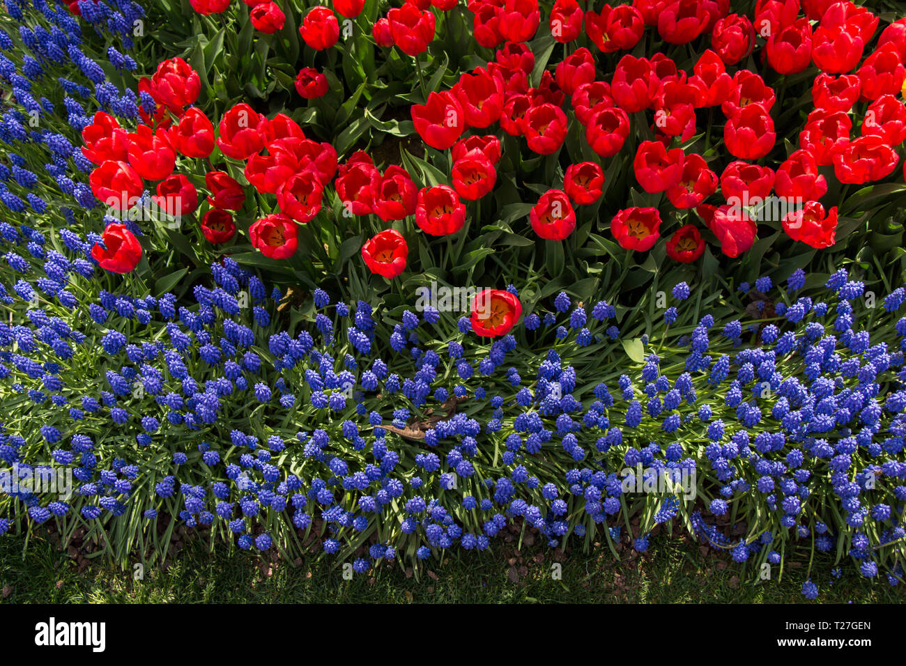 Red color Tulips Bloom in Spring in garden Stock Photo - Alamy