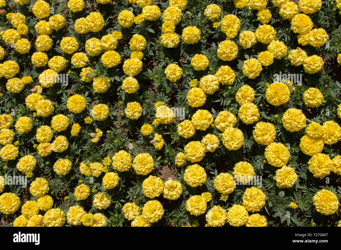 Beautiful fresh flowers as a background Stock Photo - Alamy