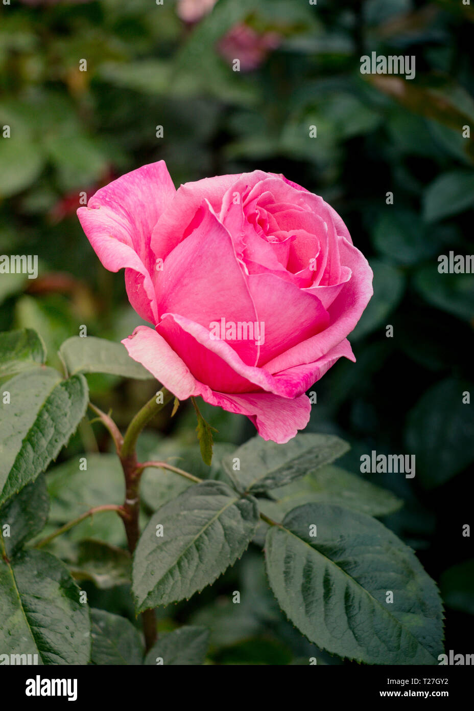Blooming beautiful colorful roses in the garden background Stock Photo ...