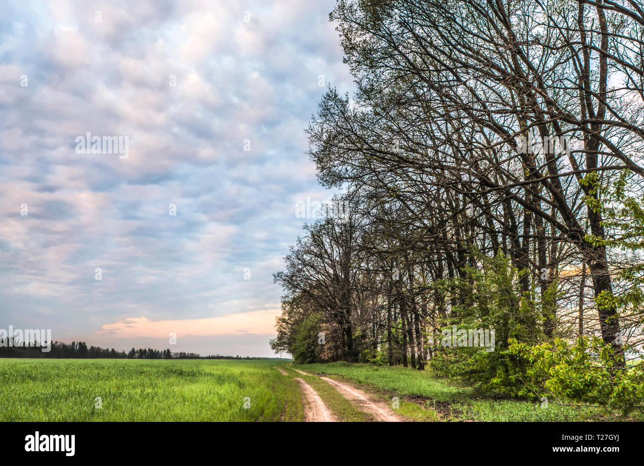 Field of spring wheat sunrise hi-res stock photography and images - Alamy