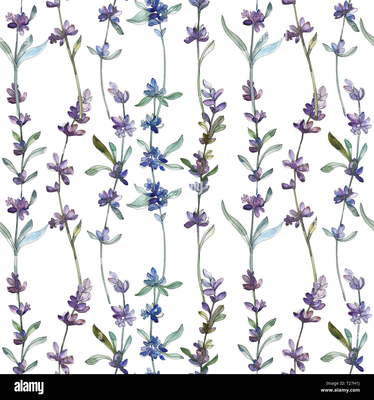 Purple lavender floral botanical flower. Watercolor background ...