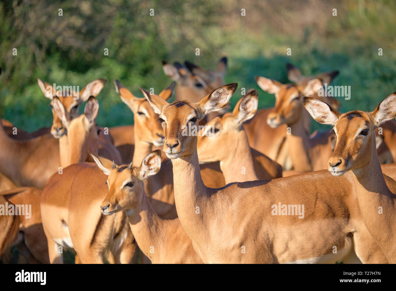 Animal hi-res stock photography and images - Alamy