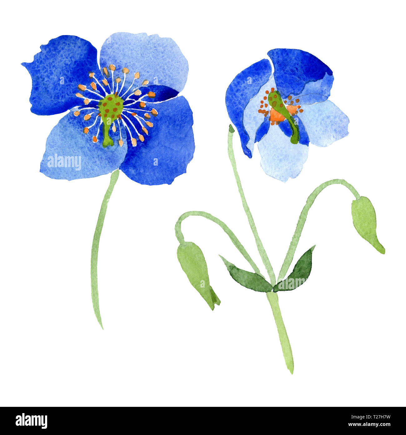 Blue Poppy Floral Botanical Flowers Watercolor Background Illustration