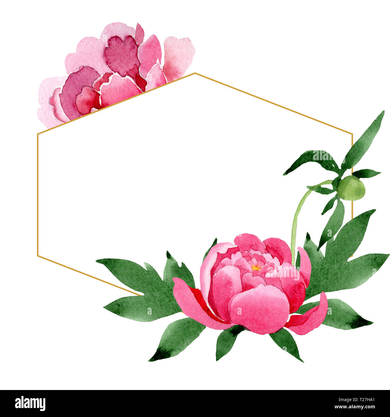 Pink peony floral botanical flowers. Watercolor background illustration ...