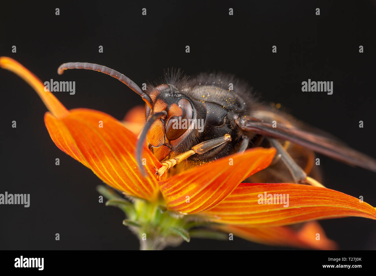 Real Asian wasp, also called Vespa velutina macro photography Stock ...