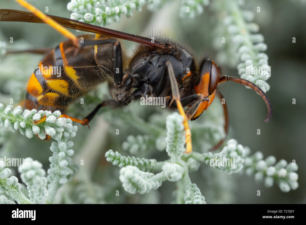 Real Asian wasp, also called Vespa velutina macro photography Stock ...
