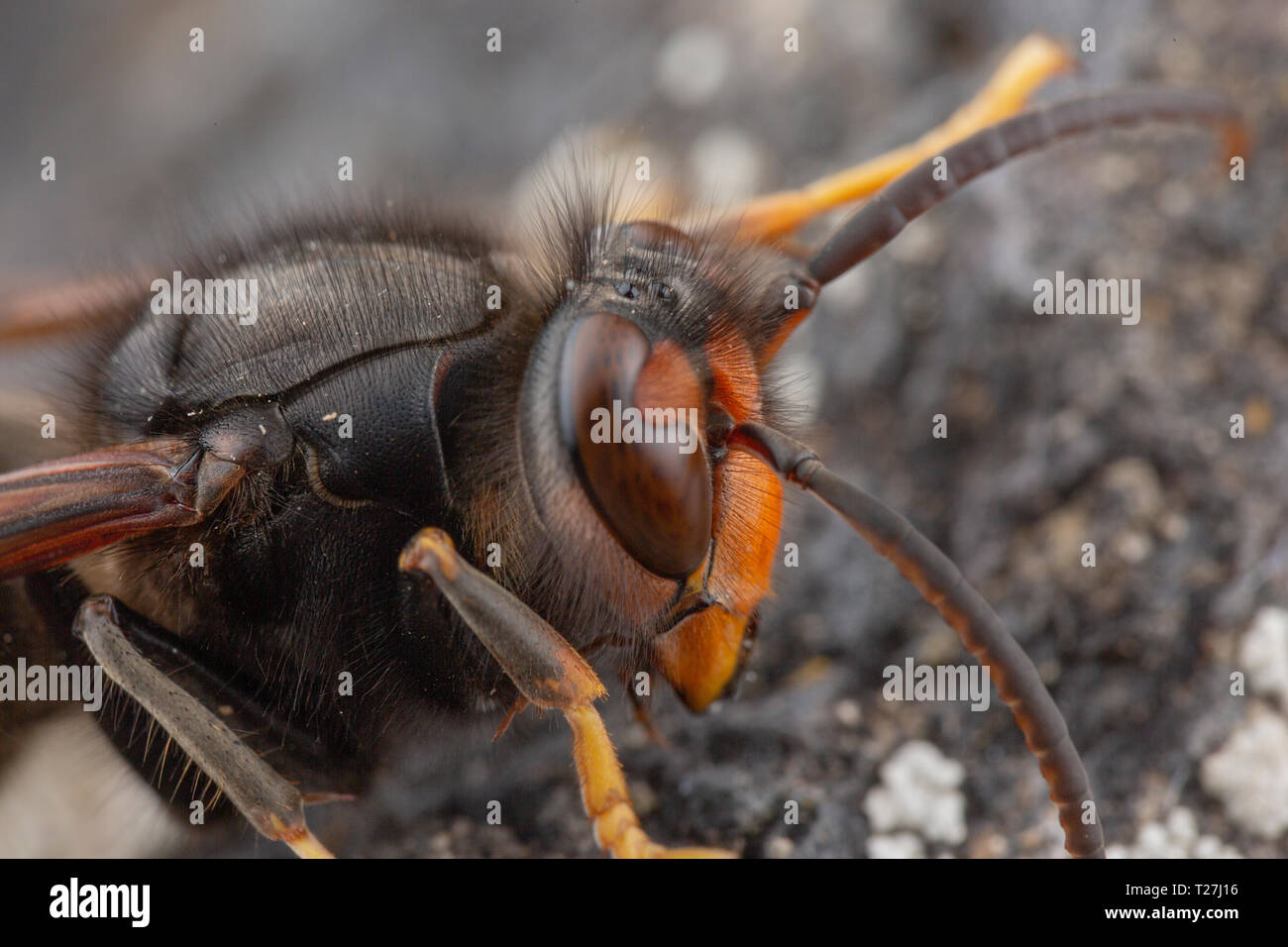 Asian giant hornet nest hi-res stock photography and images - Alamy
