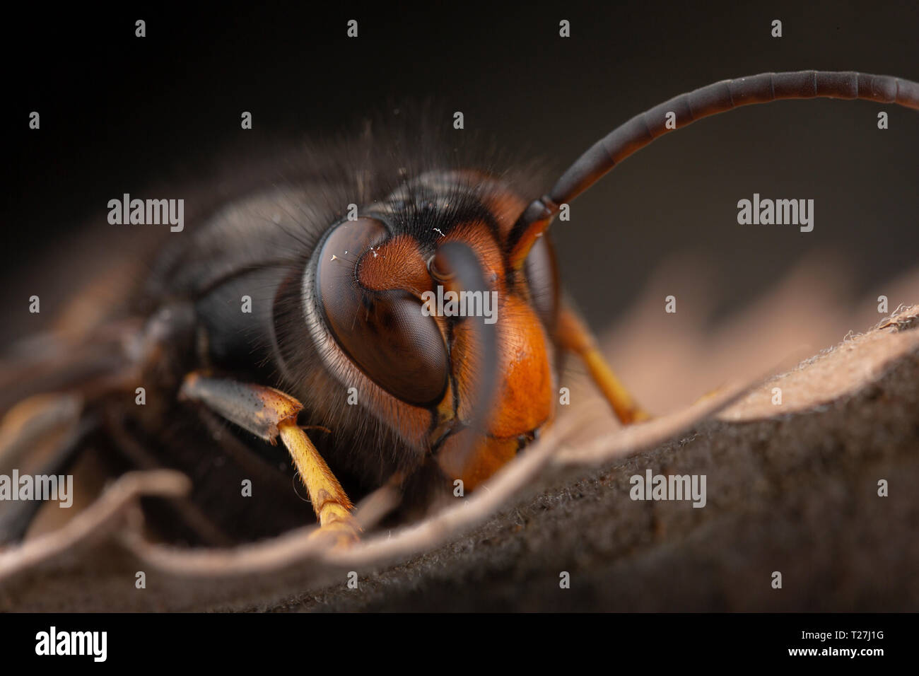 Asian giant hornet nest hi-res stock photography and images - Alamy