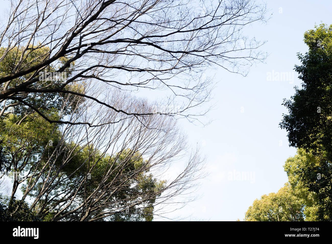 Camphor tree shinto hi-res stock photography and images - Alamy