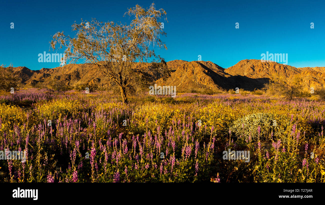MARCH 13, 2019 - JOSHUA TREE NATIONAL PARK, CA, USA -Joshua Tree ...