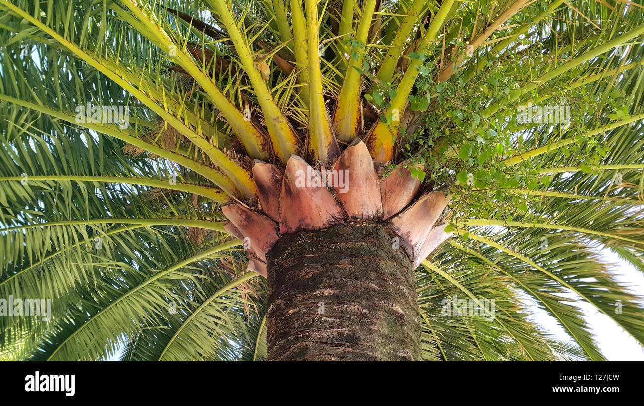 Branches and trunk of big tropical palm tree Stock Photo - Alamy