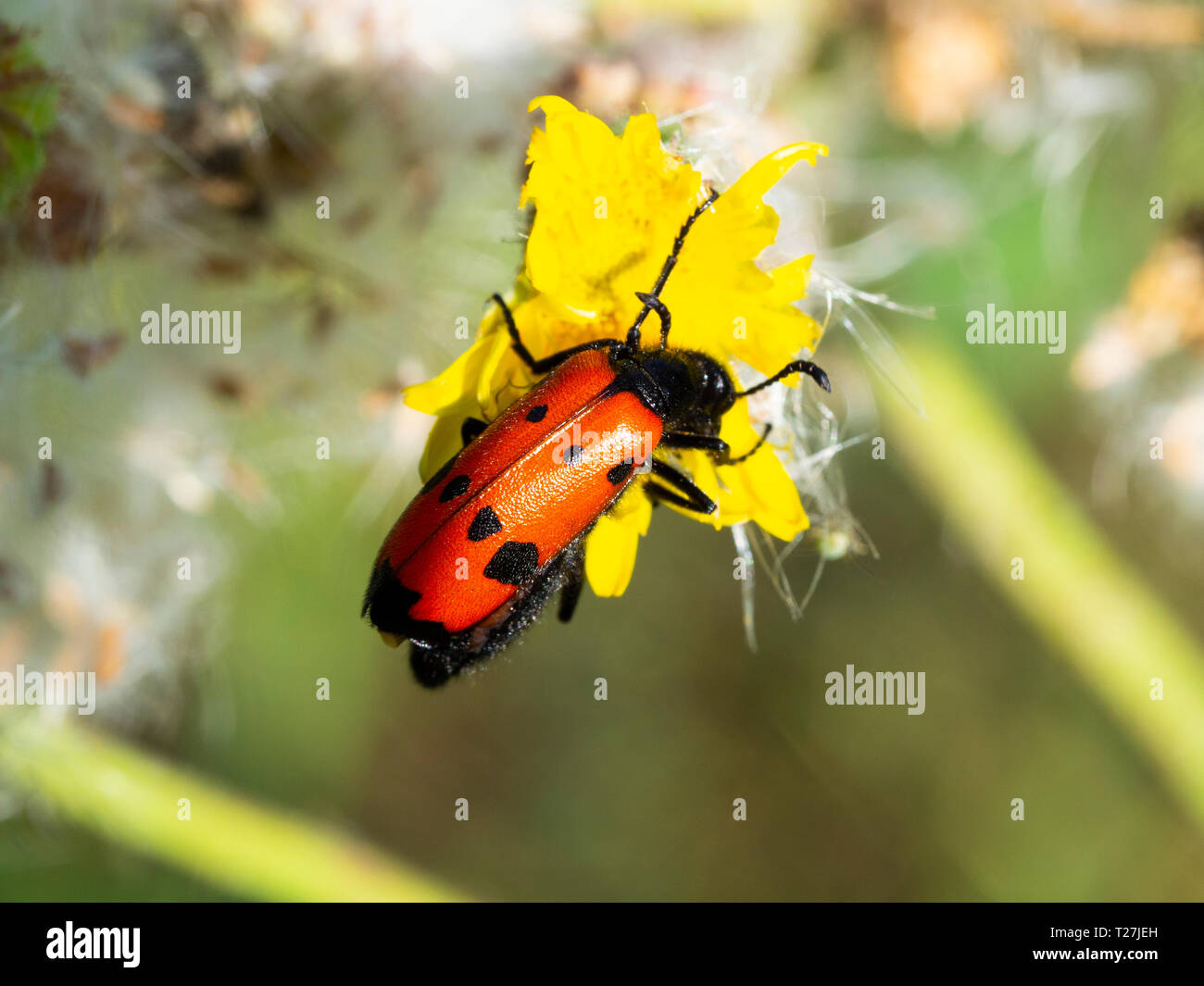 red wingered-winged, black-spotted, insect is picking pollen from ...