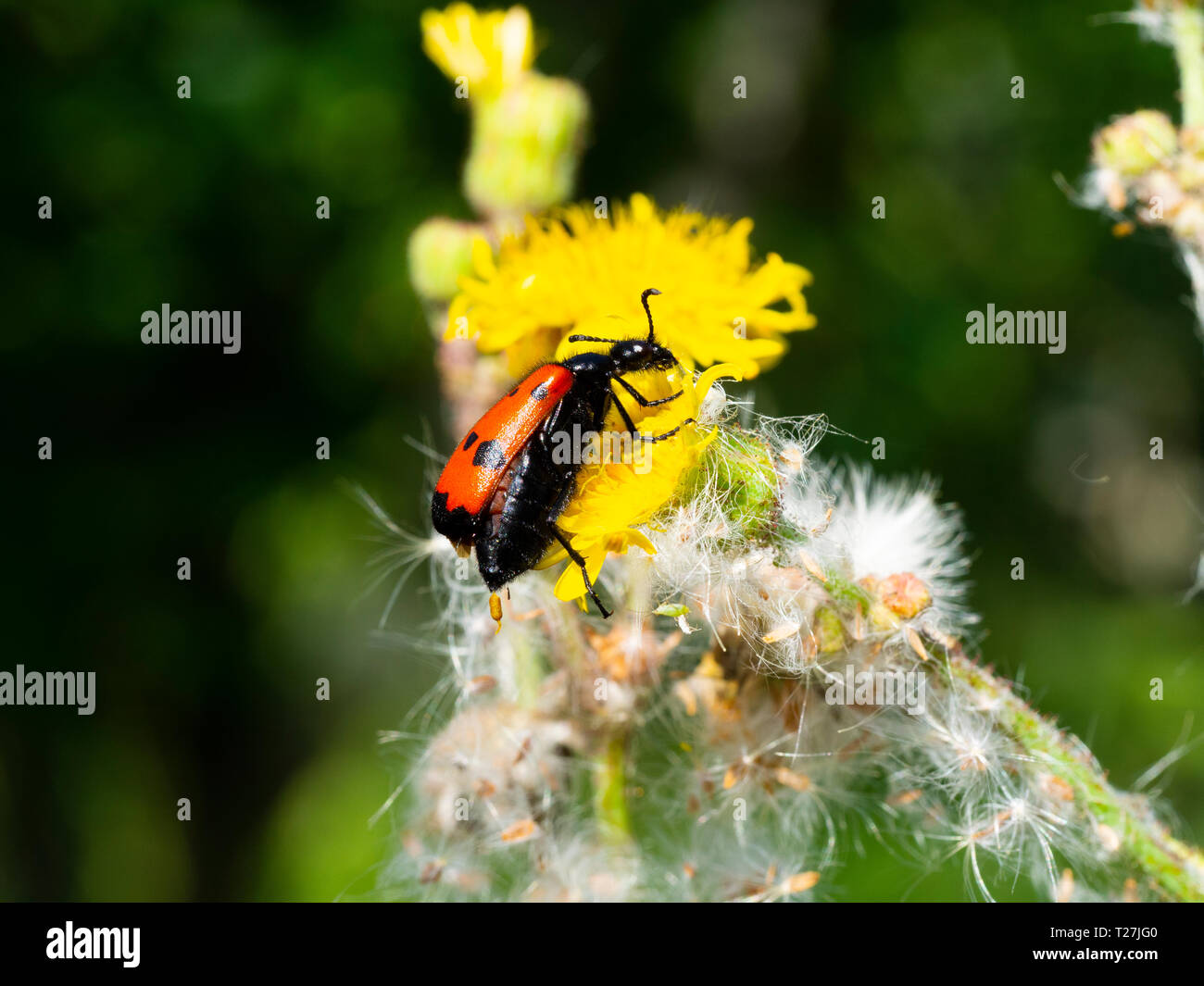 Joint legged hi-res stock photography and images - Alamy