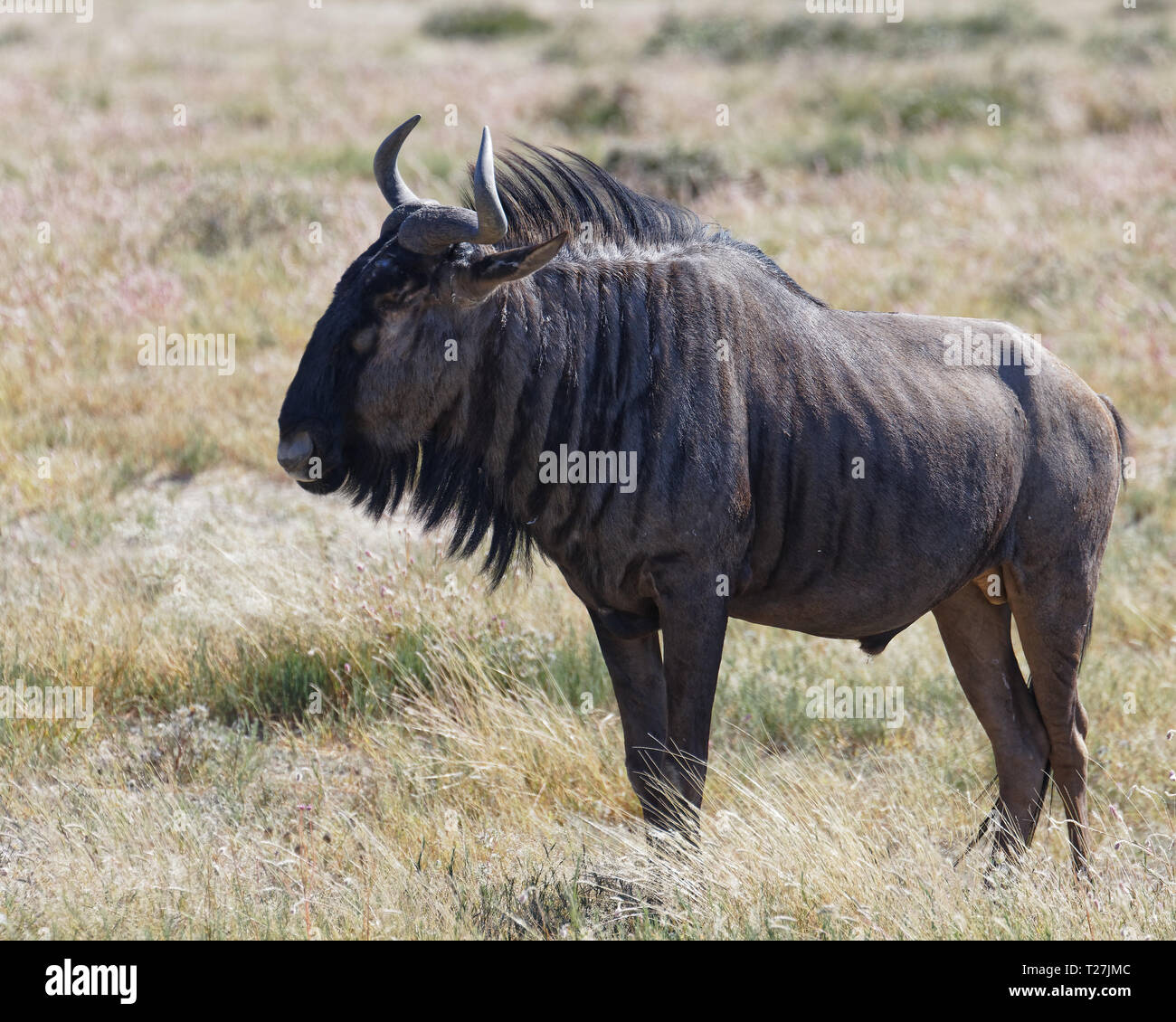 Wildebeest in the etosha national park hi-res stock photography and ...