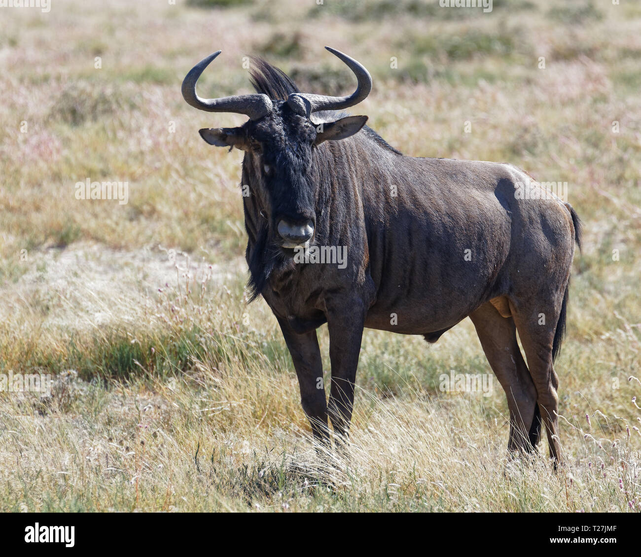Male blue wildebeest portrait, facing the camera, Etosha National Park ...