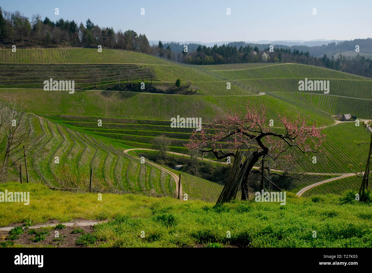 Beautiful village of Durbach with its castle Staufenberg in the black ...