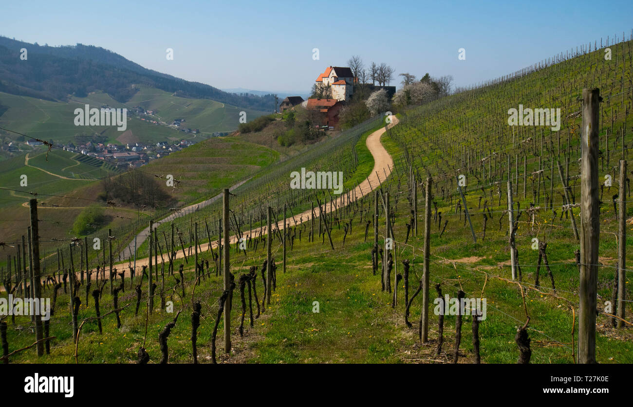 Beautiful village of Durbach with its castle Staufenberg in the black ...